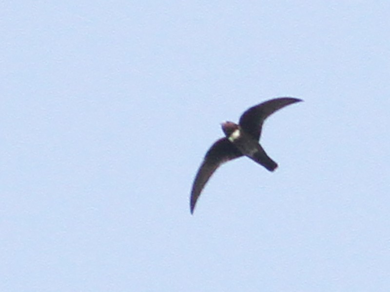 White-chested Swift - eBird