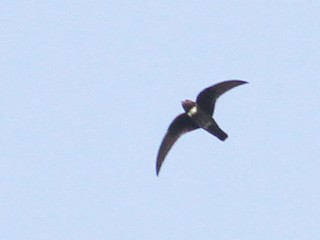 White-chested Swift - eBird