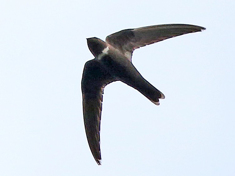 Vencejo Pechiblanco - eBird