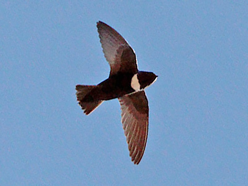 Vencejo Pechiblanco - eBird