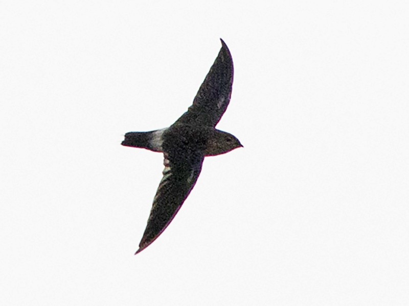 Band-rumped Swift - eBird