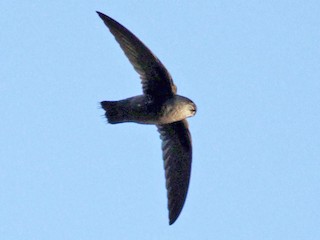 Band-rumped Swift - eBird