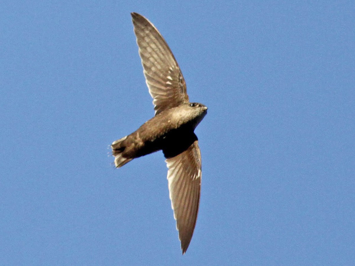 Band-rumped Swift - Chaetura spinicaudus - Birds of the World