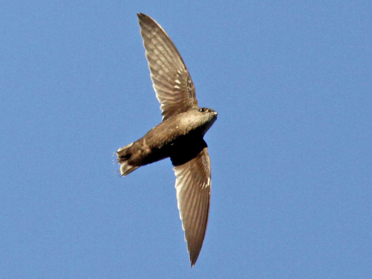 Band-rumped Swift - eBird