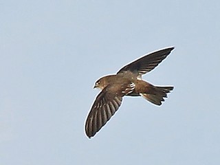 White-tipped Swift - eBird