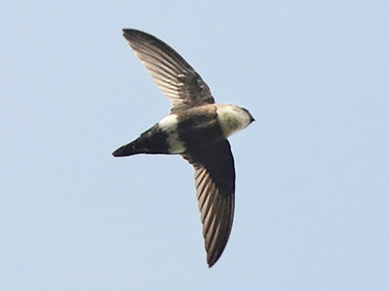 White-tipped Swift - eBird