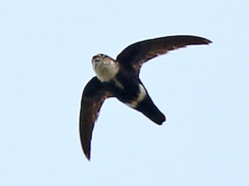White-tipped Swift - eBird