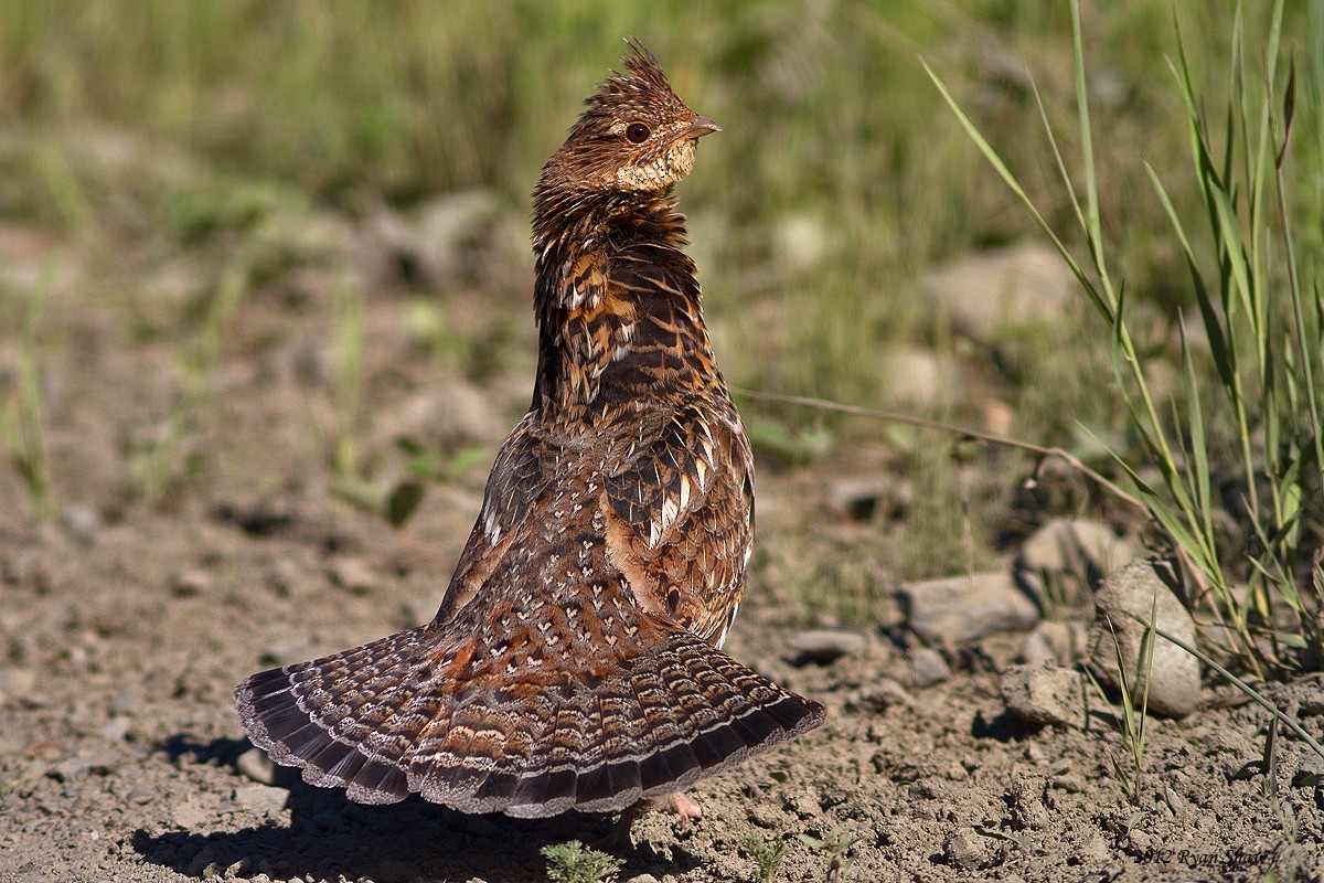 ML69444821 Ruffed Grouse Macaulay Library