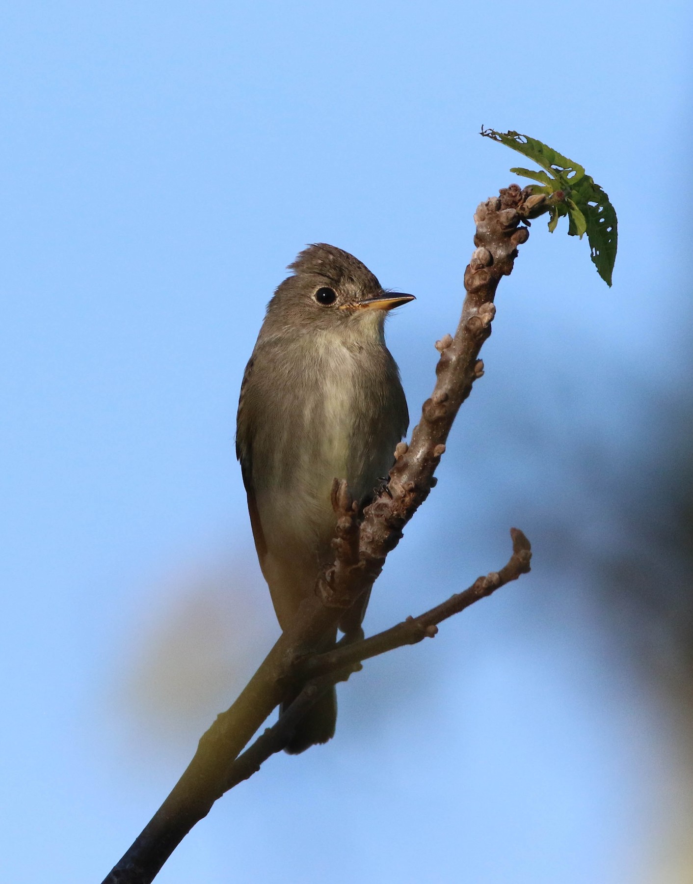 new world flycatcher sp. - eBird