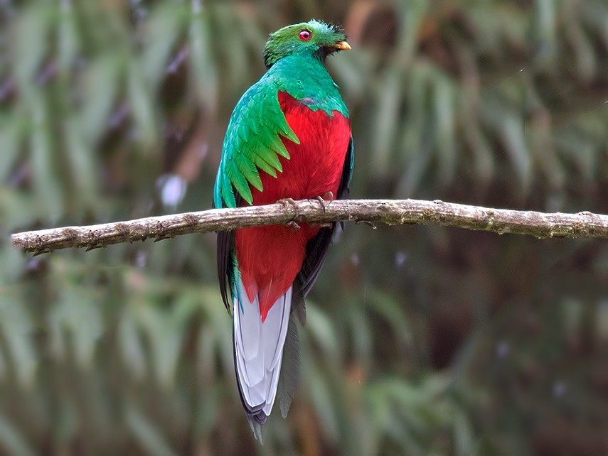 Crested Quetzal - Pharomachrus antisianus - Birds of the World