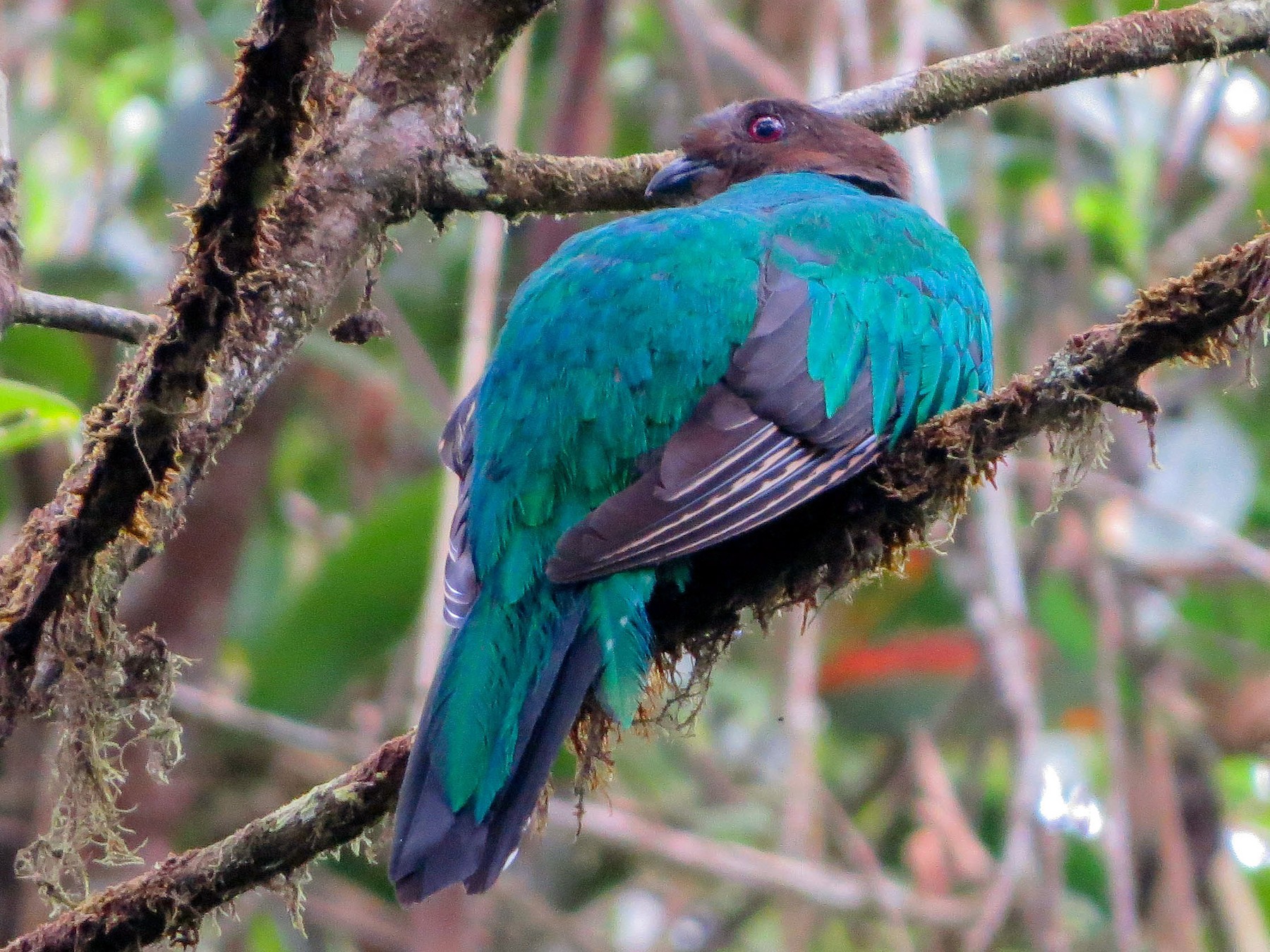 Crested Quetzal - eBird