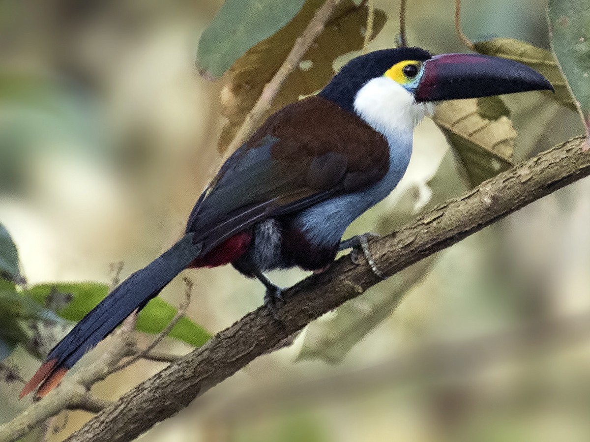Black-billed Mountain-Toucan - Andigena nigrirostris - Birds of the World