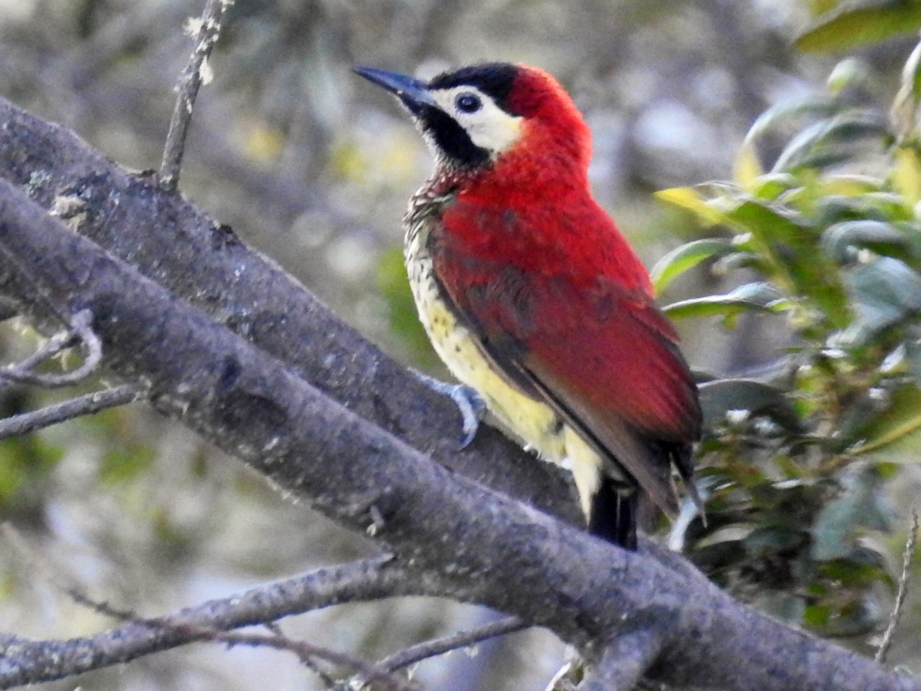 Crimson-mantled Woodpecker - eBird