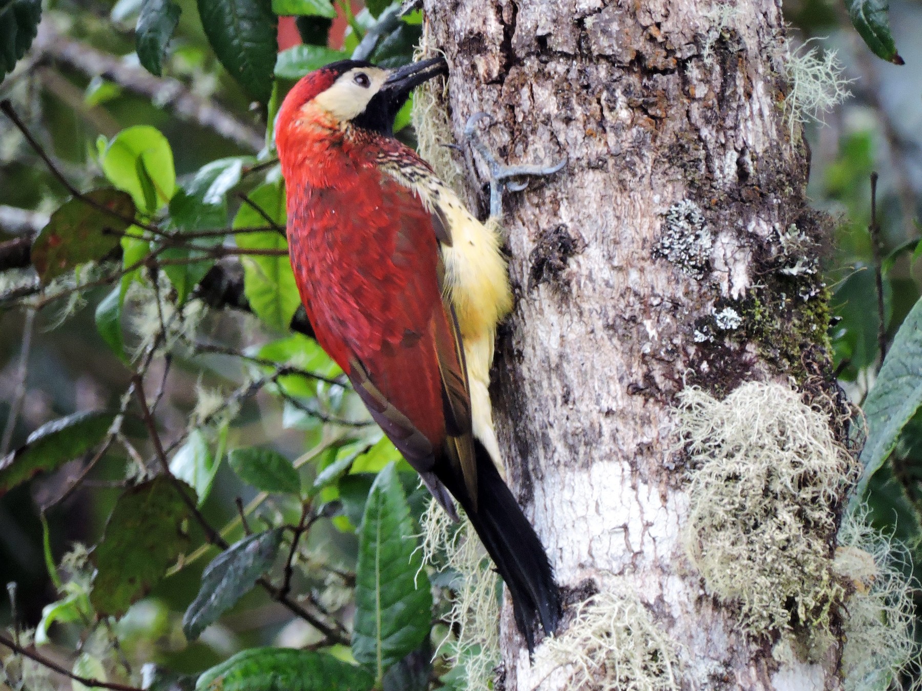 Crimson-mantled Woodpecker - eBird