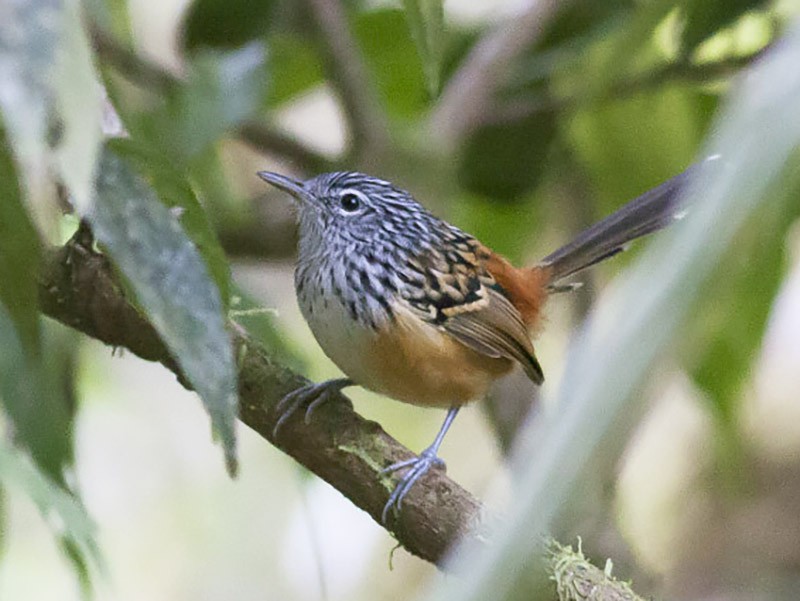 Streak-headed Antbird - eBird