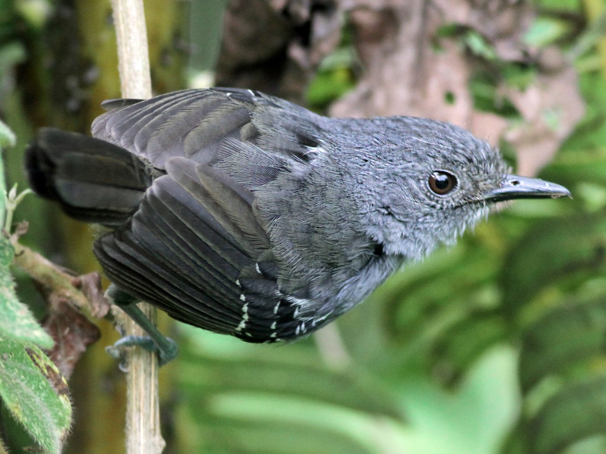 Parker's Antbird - Cercomacroides parkeri - Birds of the World