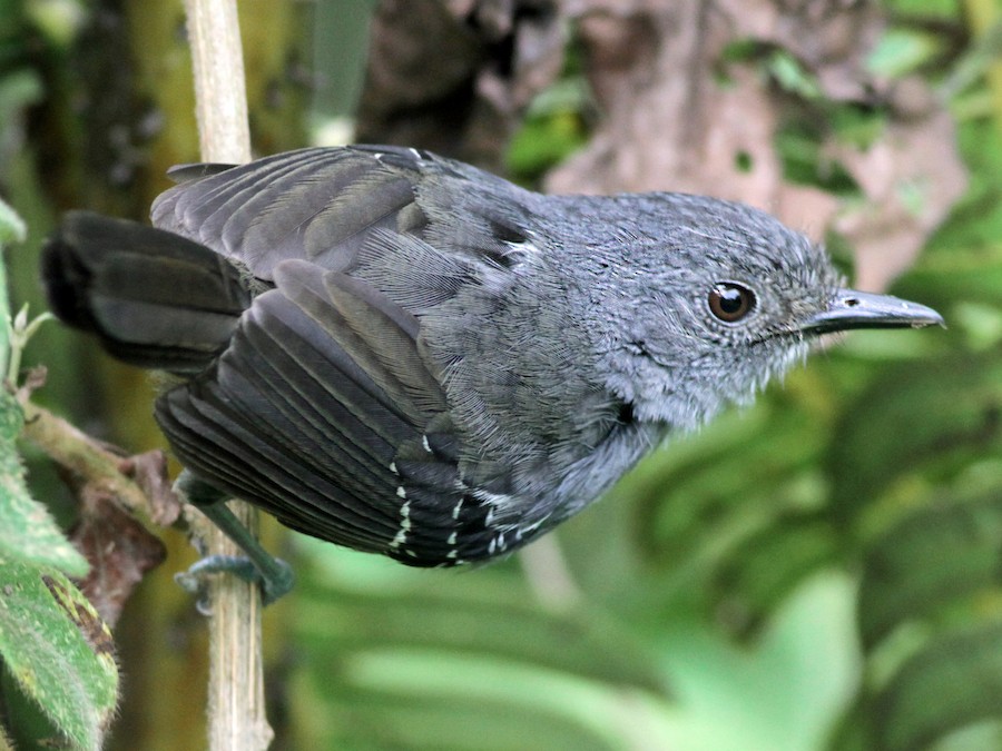 Parker's Antbird - eBird