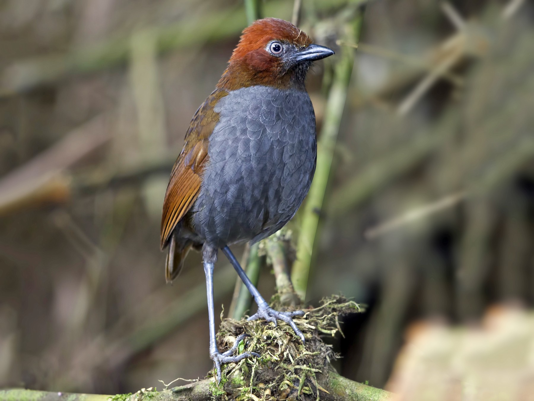 Chestnut-naped Antpitta - eBird