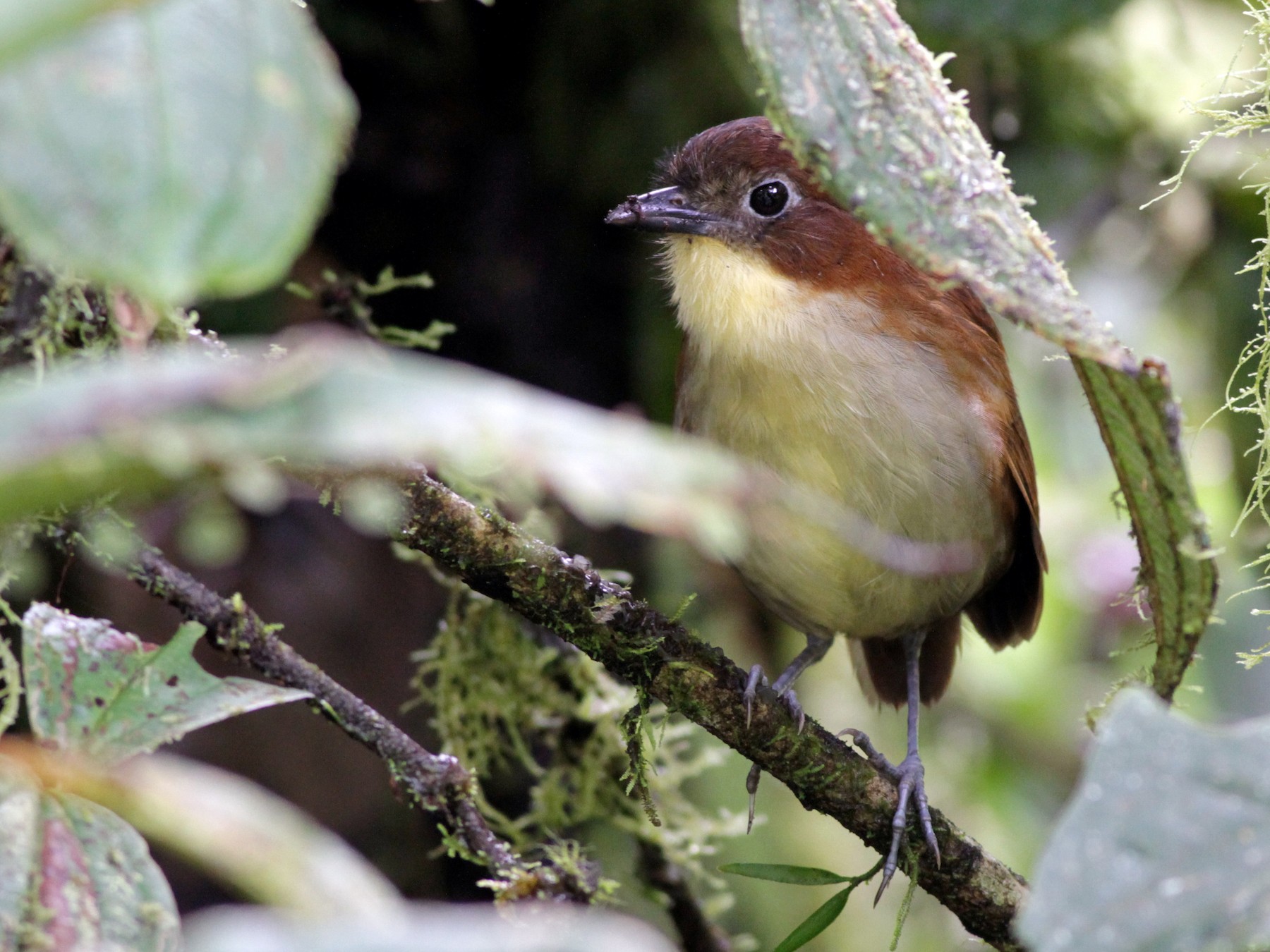 Yellow-breasted Antpitta - eBird