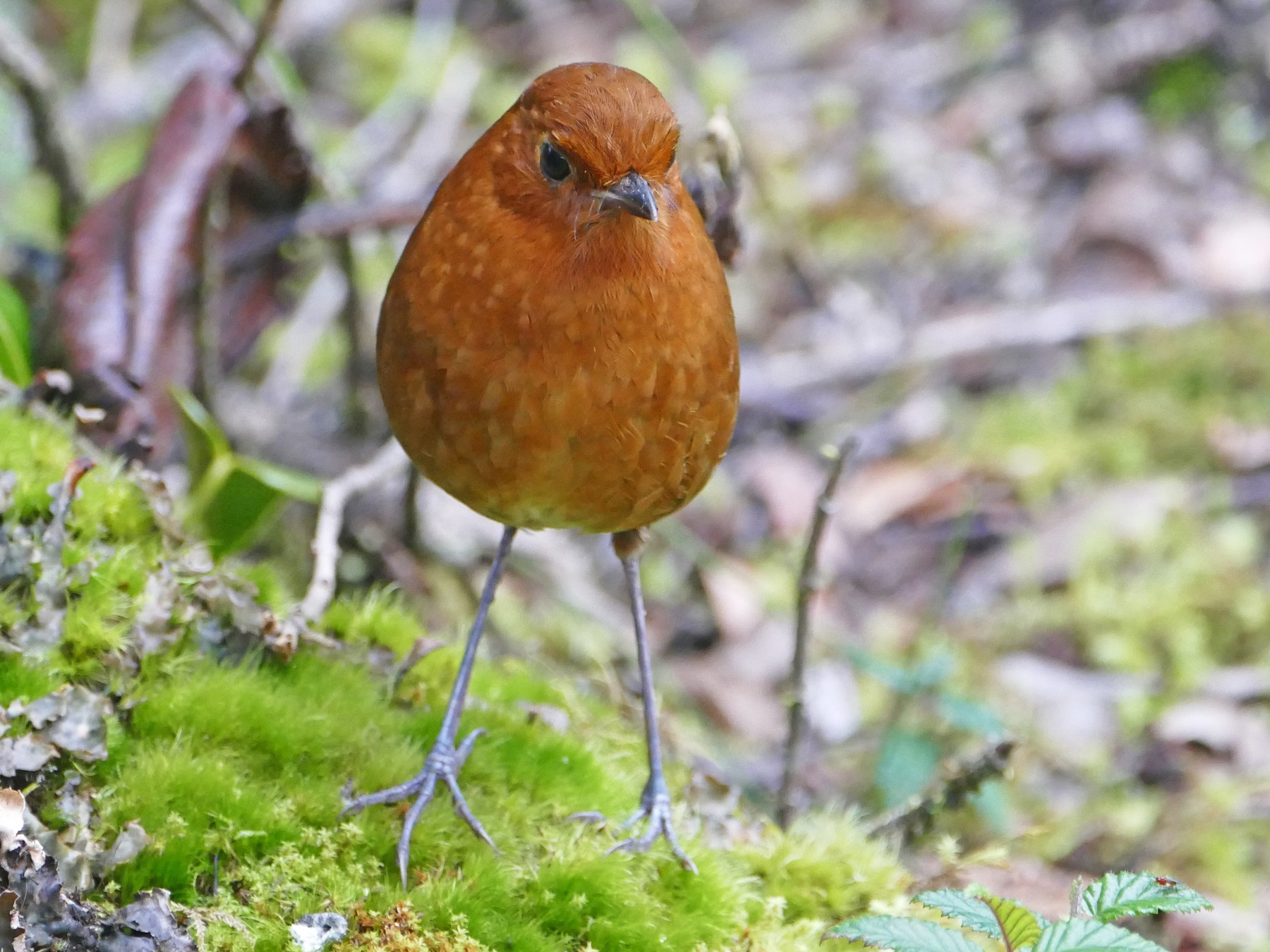Equatorial Antpitta - eBird