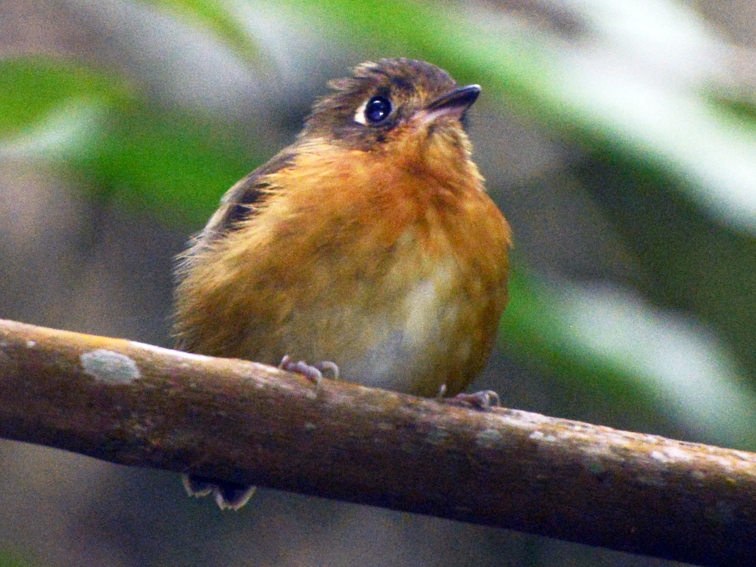 Rusty-breasted Antpitta - eBird