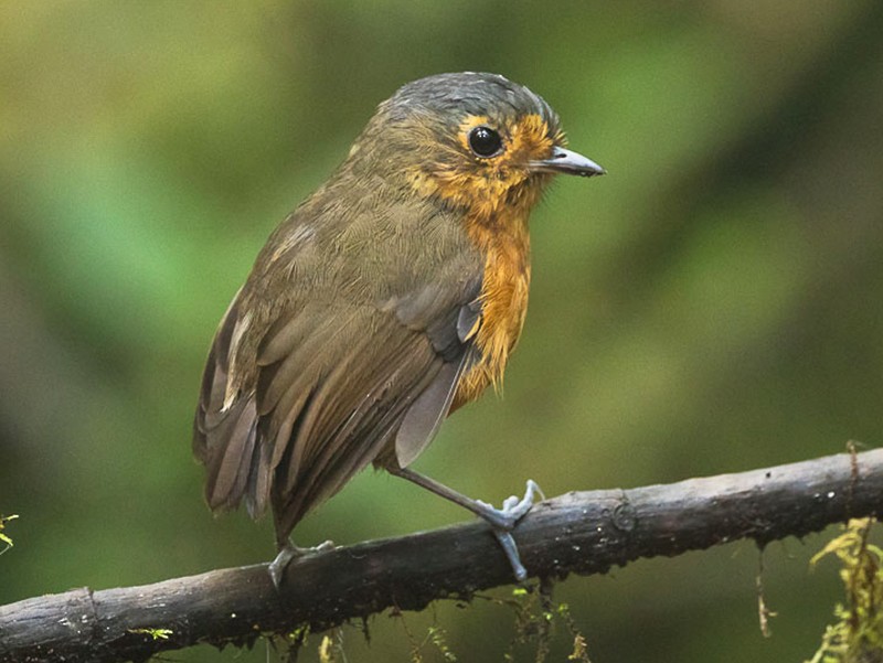 Slate-crowned Antpitta - eBird