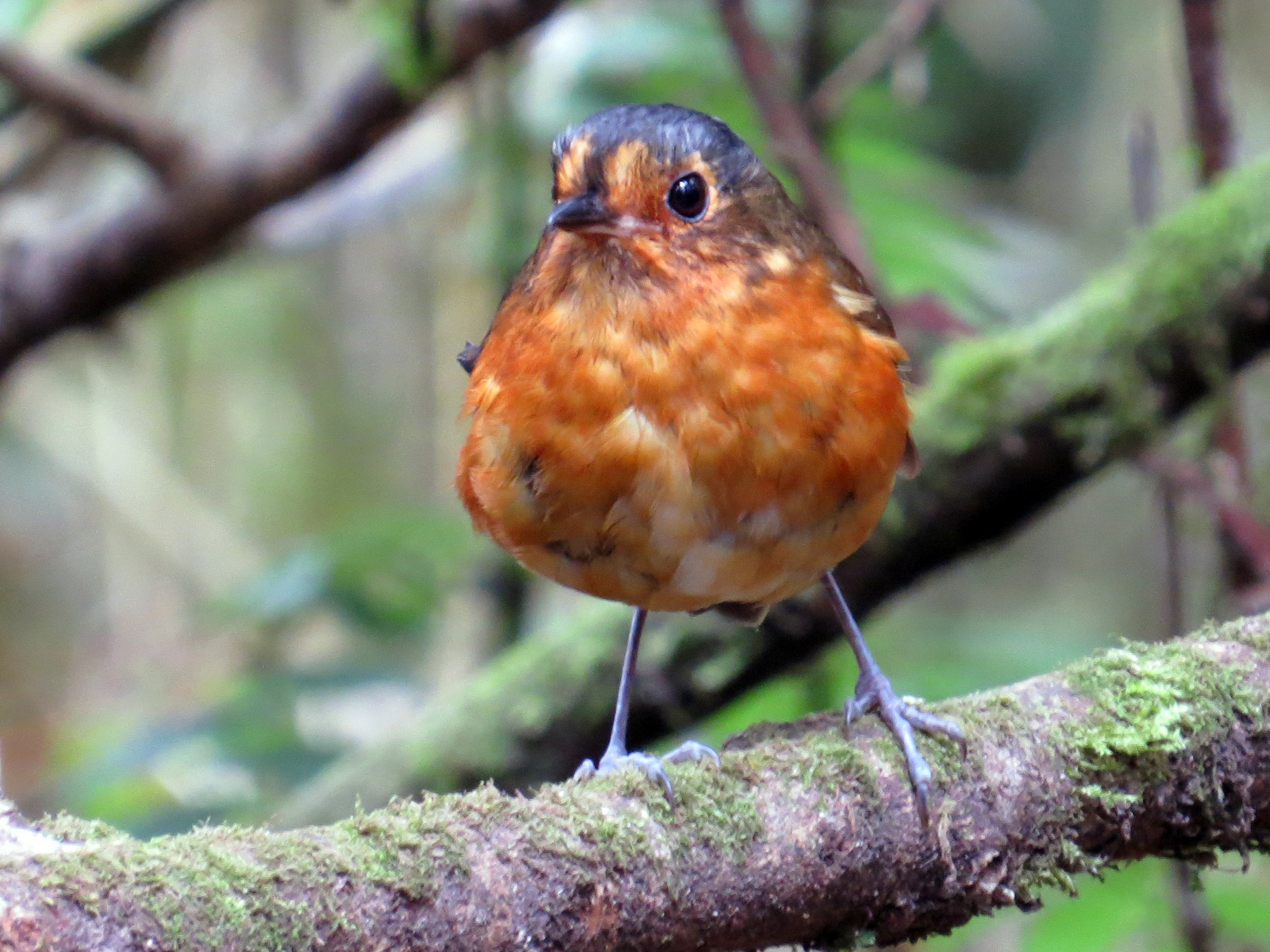 Ponchito Enano - eBird