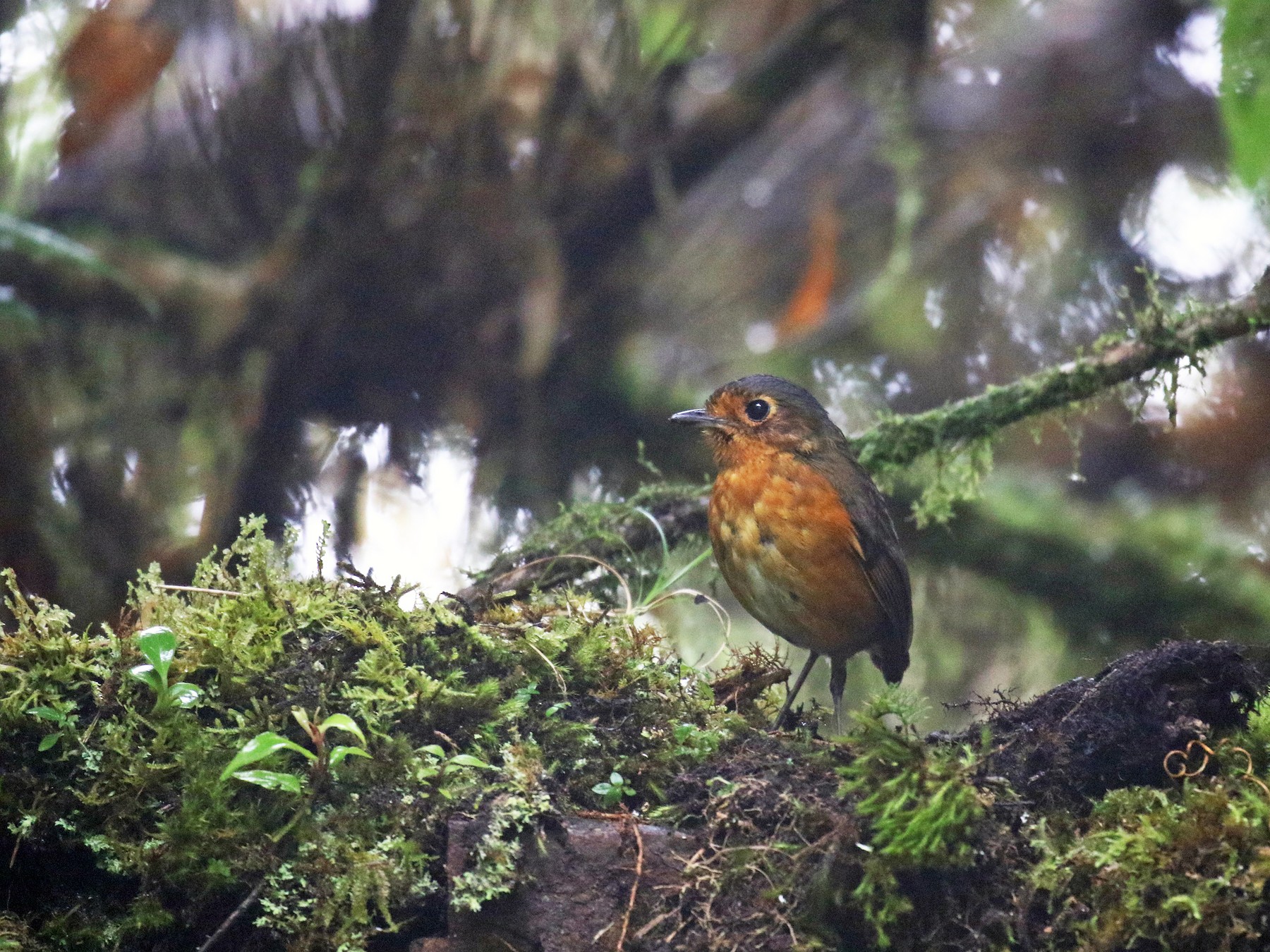 Ponchito Enano - eBird