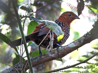 Ocellated Tapaculo - eBird