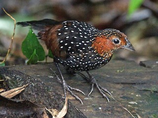 Ocellated Tapaculo - eBird
