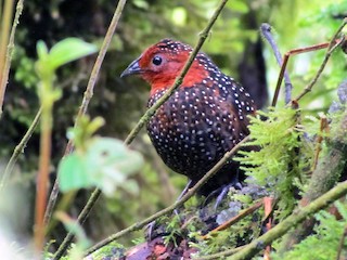 Ocellated Tapaculo - eBird
