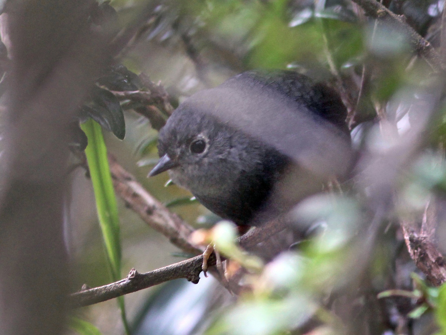 Blackish Tapaculo - eBird