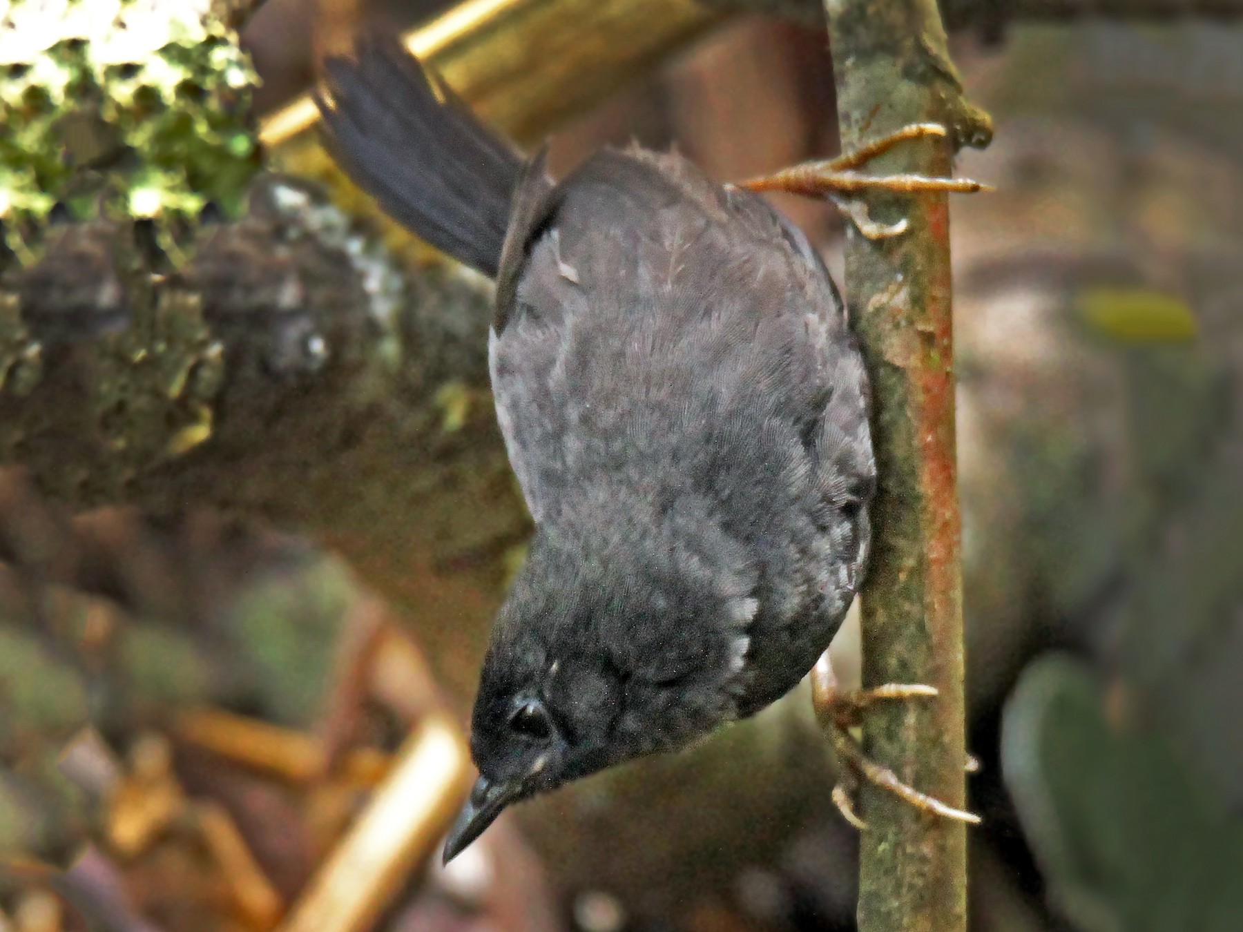 Blackish Tapaculo - eBird