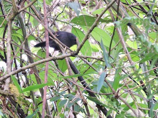 Blackish Tapaculo - eBird