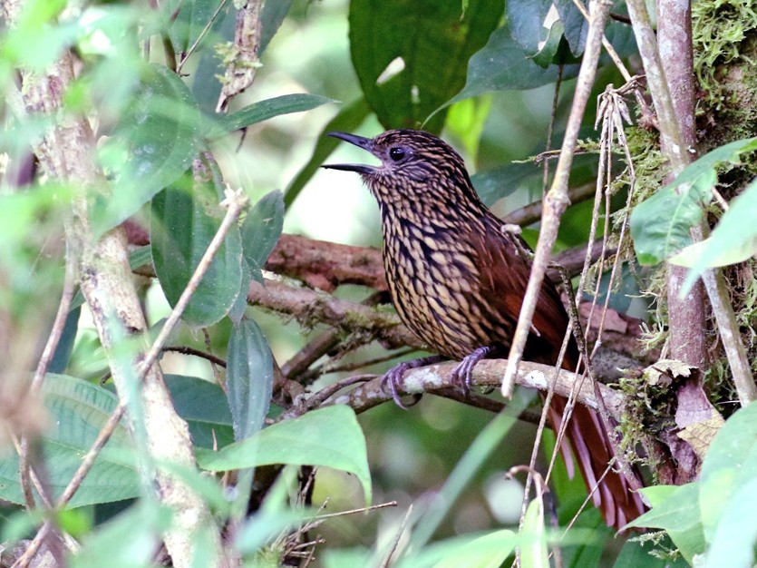 Flammulated Treehunter - eBird