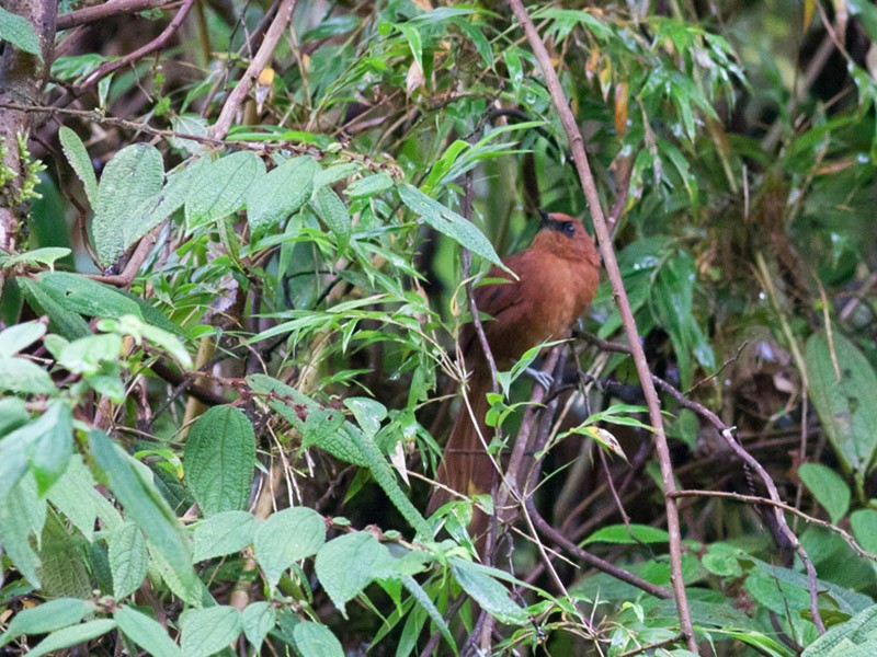 Rufous Spinetail - eBird