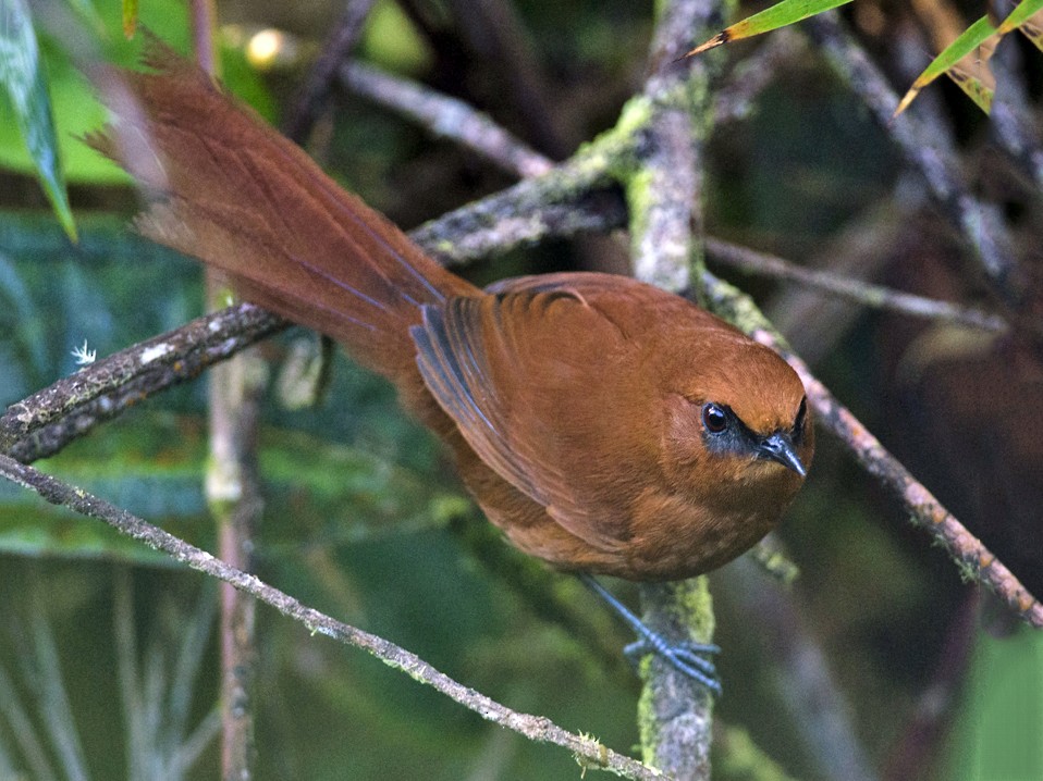 Rufous Spinetail - eBird