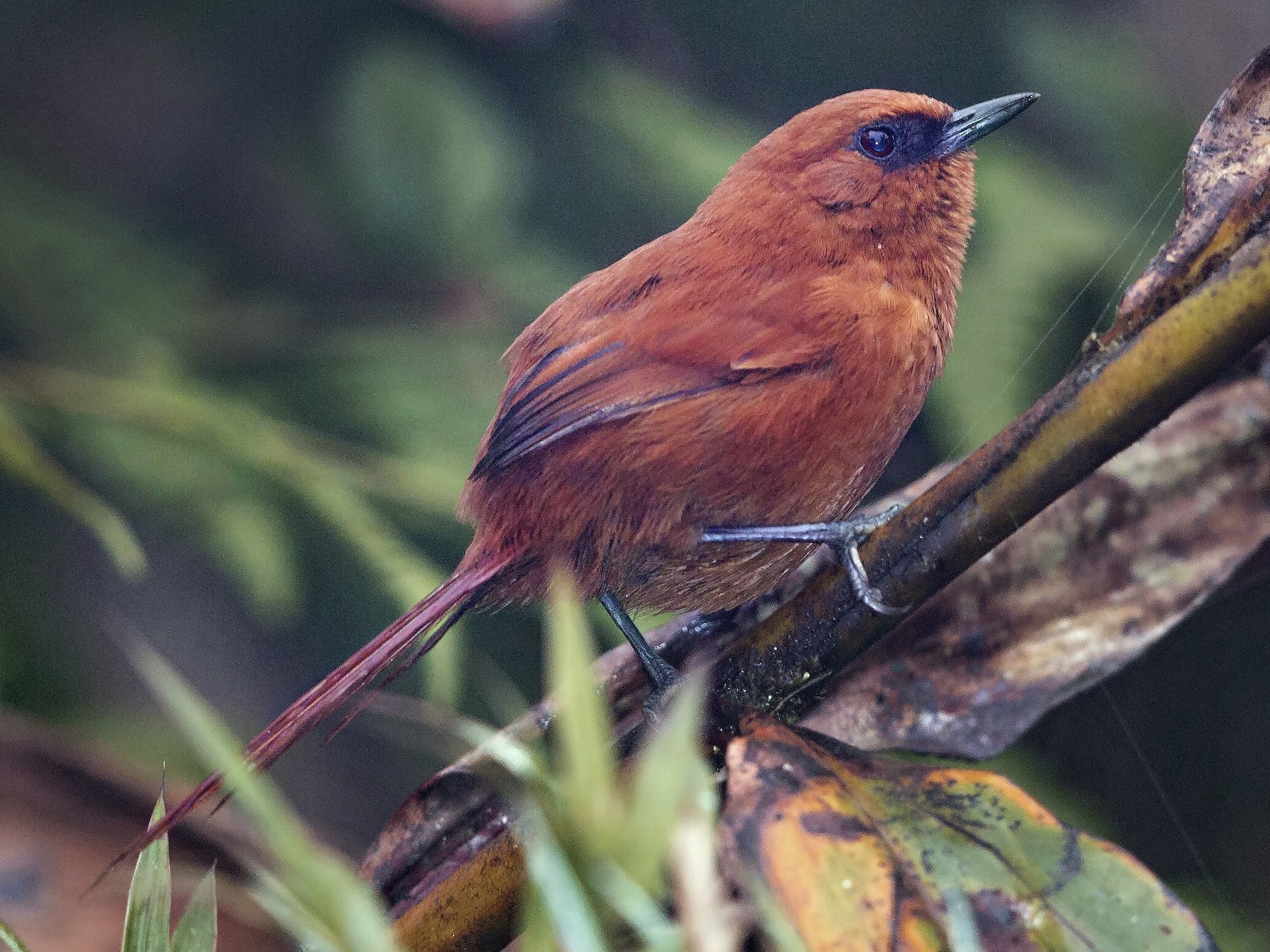 Rufous Spinetail - eBird