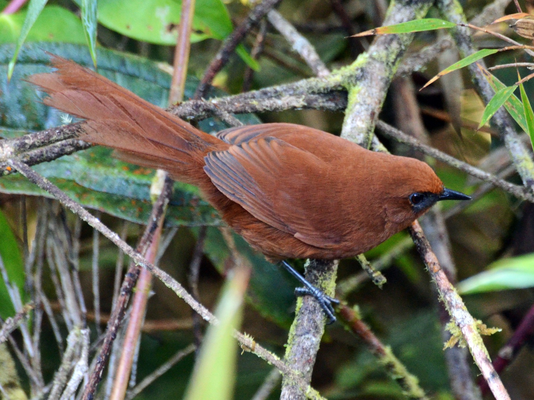 Rufous Spinetail - eBird