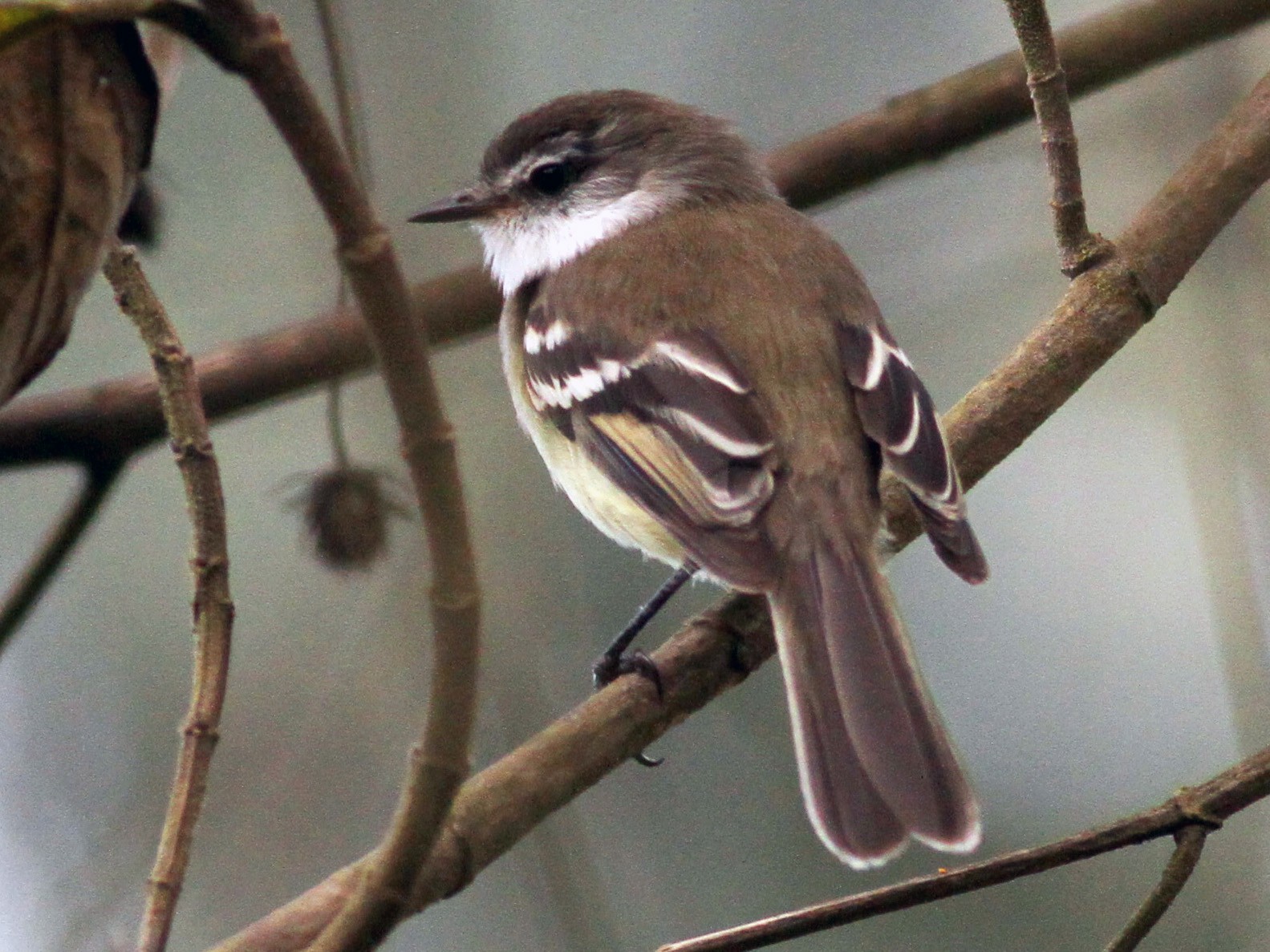 Piojito Gargantilla - eBird