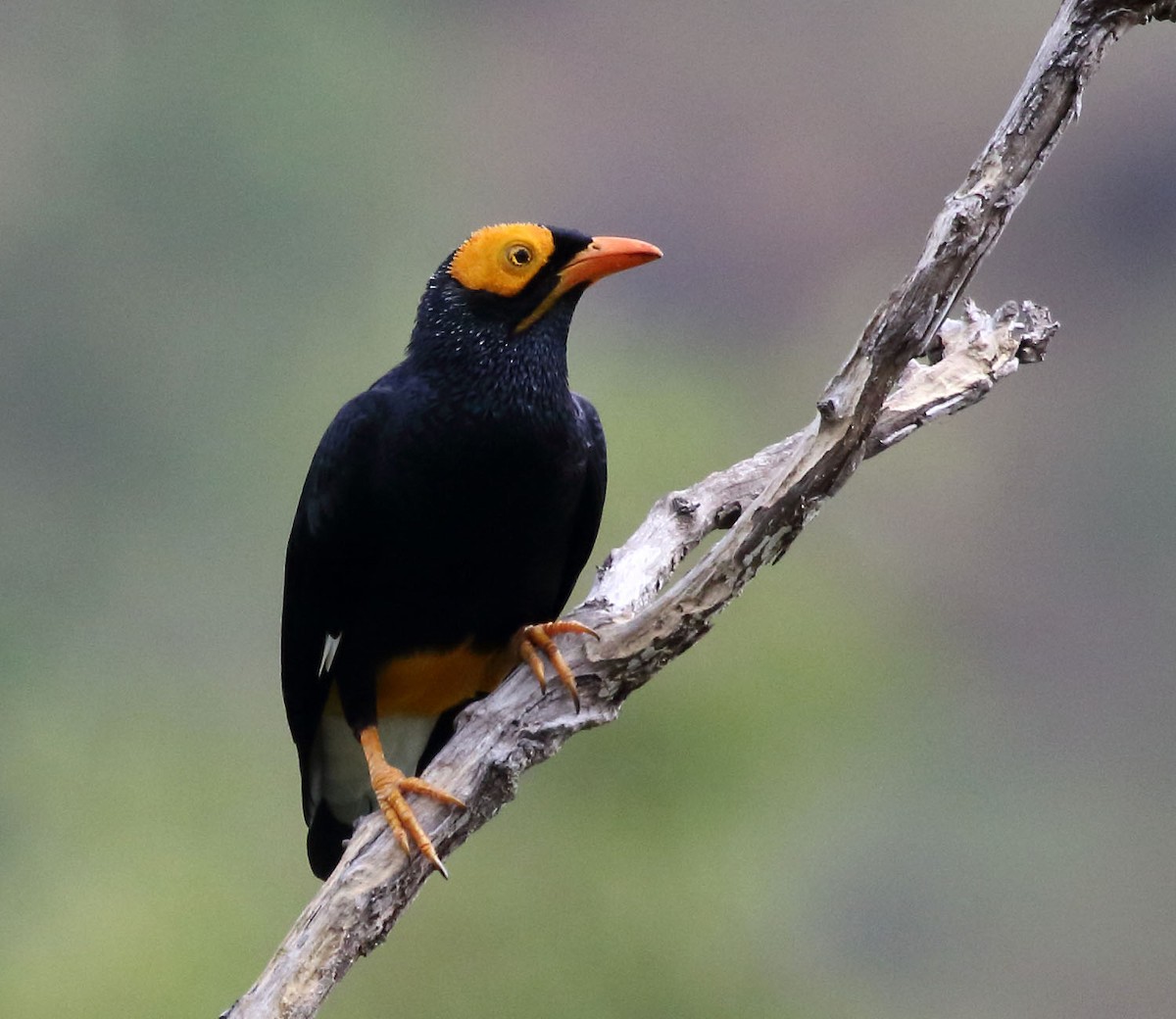 Yellow-faced Myna - Mino dumontii - Birds of the World