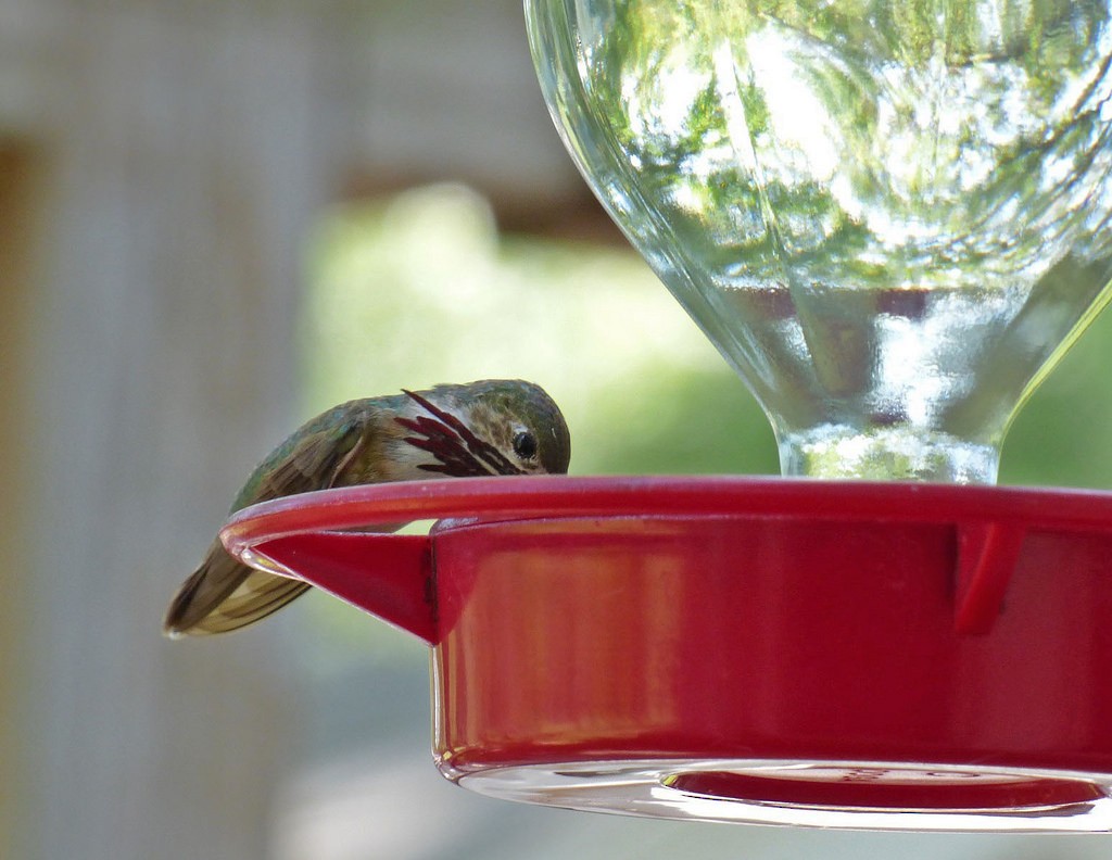 eBird Checklist - 30 Jul 2014 - Vanderburgh Co. - 22 species