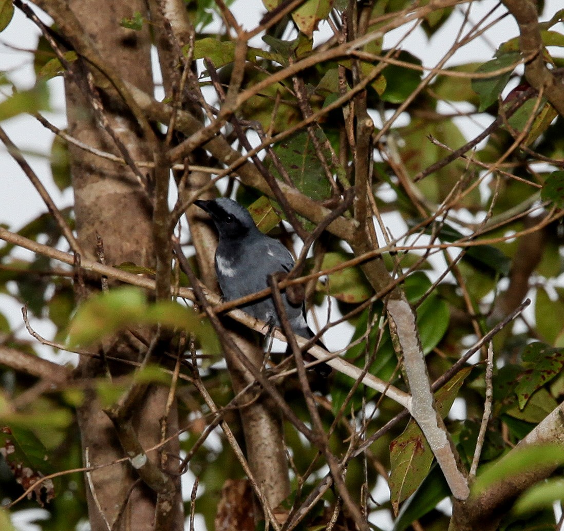 Black-bibbed Cicadabird - Edolisoma mindanense - Birds of the World