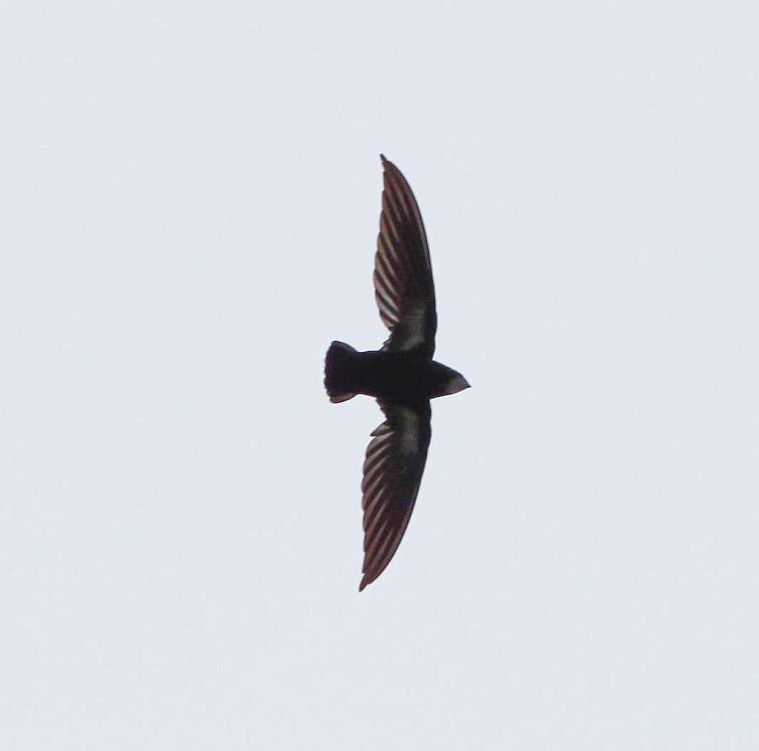 Philippine Spinetail - Mearnsia picina - Birds of the World