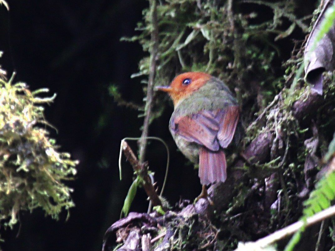 Rufous-headed Pygmy-Tyrant - eBird