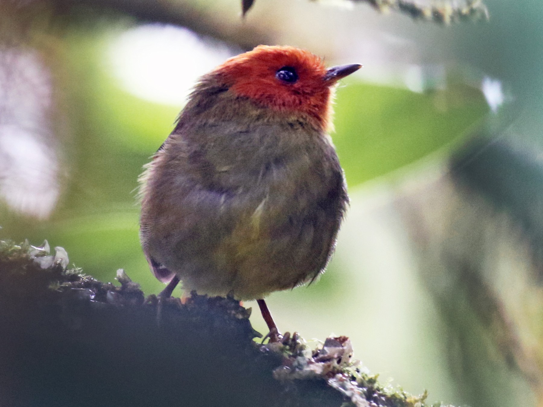 Rufous-headed Pygmy-Tyrant - eBird