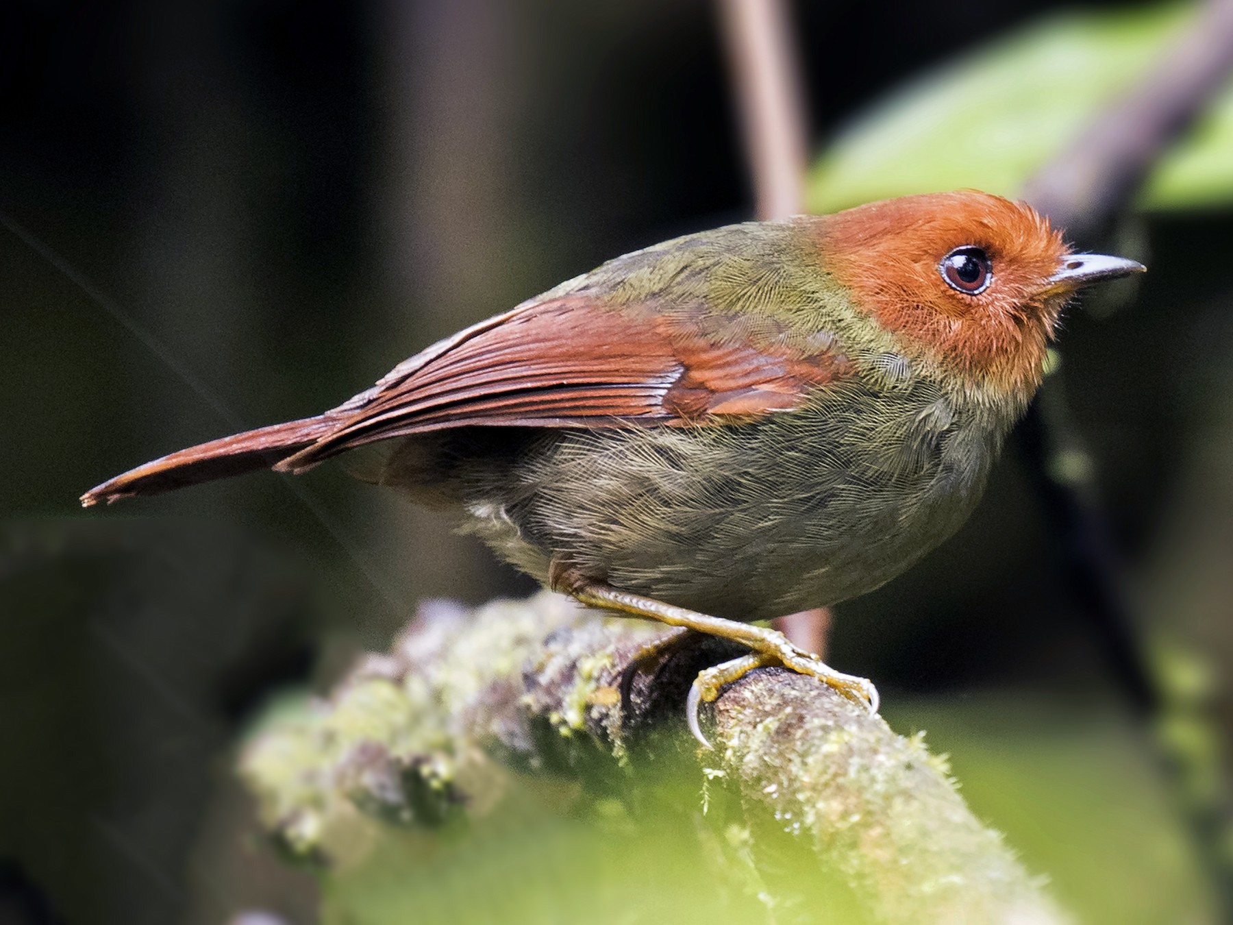 Rufous-headed Pygmy-Tyrant - eBird