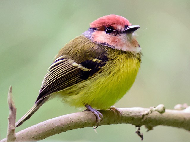 Photos - Rufous-crowned Tody-Flycatcher - Poecilotriccus ruficeps ...