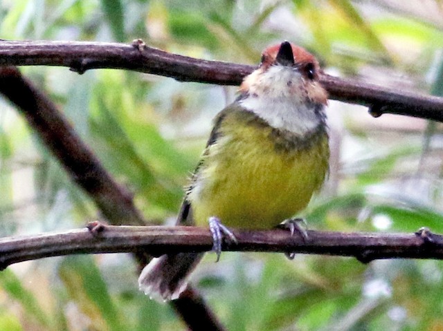 Photos - Rufous-crowned Tody-Flycatcher - Poecilotriccus ruficeps ...