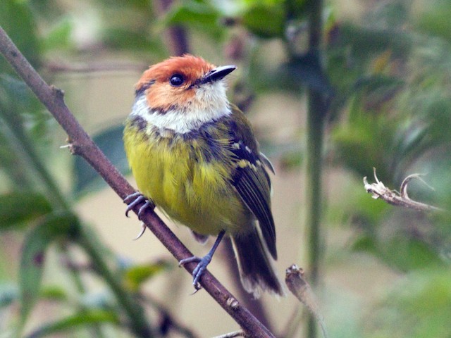 Photos - Rufous-crowned Tody-Flycatcher - Poecilotriccus ruficeps ...